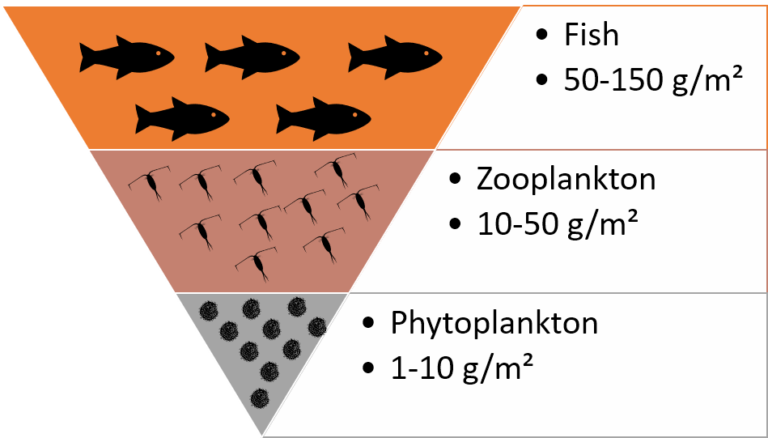 Ecological pyramids: Numbers, Biomass, Energy with Example for UPSC ...