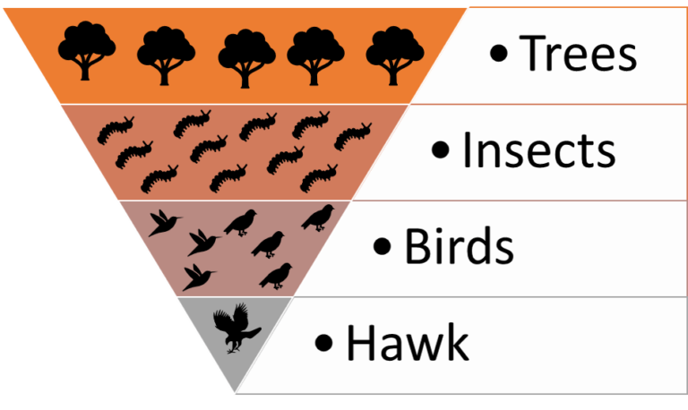 Ecological pyramids: Numbers, Biomass, Energy with Example for UPSC ...