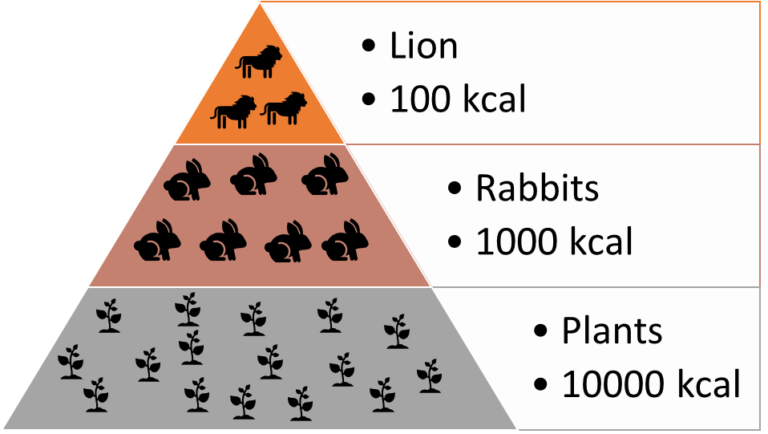 Ecological pyramids: Numbers, Biomass, Energy with Example for UPSC ...